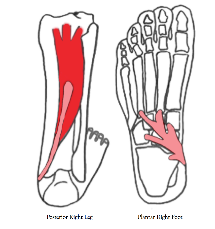 Connecting reflexology with the posterior tibialis muscle, and an ...