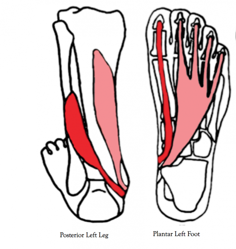 Strengthen your feet with a tennis ball « Put Your Best Feet Forward