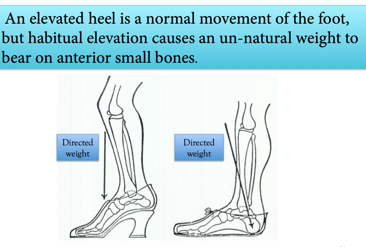 The calf muscle and the heart « Put Your Best Feet Forward