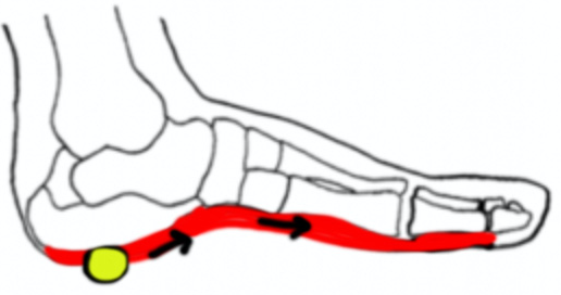 Strengthen your feet with a tennis ball « Put Your Best Feet Forward