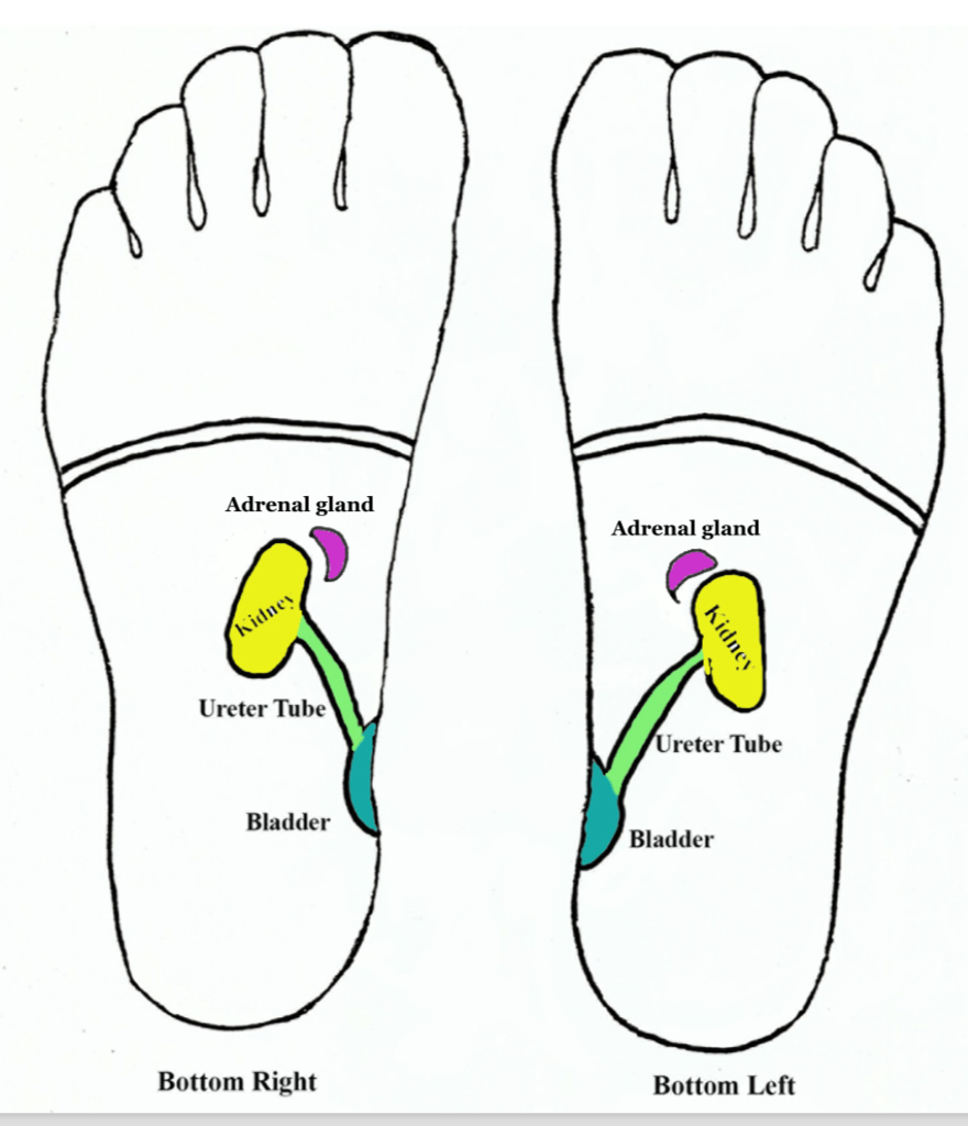 Connecting reflexology with the posterior tibialis muscle, and an ...