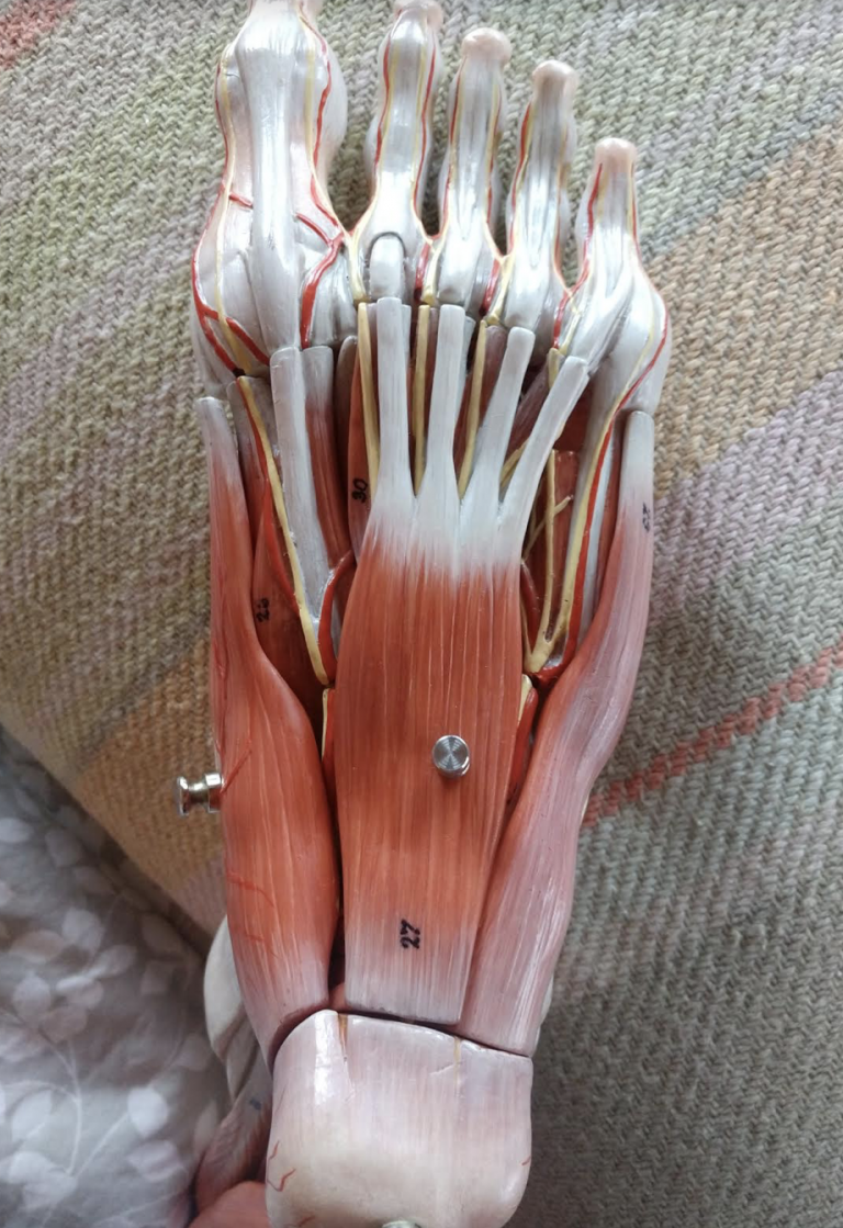 Understanding Hammer-Toes and How to Unbind Them « Put Your Best Feet ...